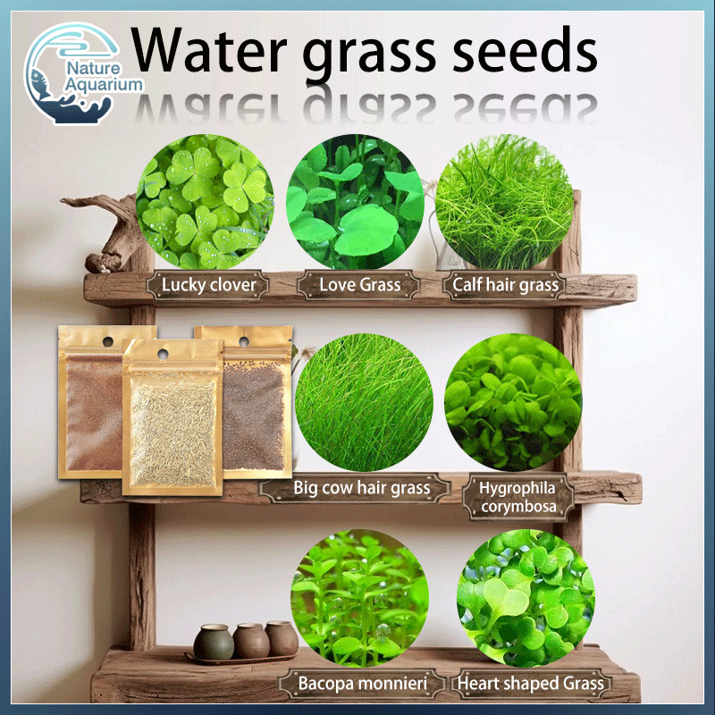 10G Aquarium Plant Seed Rumput Air Akuarium Aquatic Plants Water Grass ...