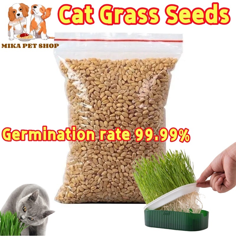 Organic Cat grass seeds Can Be Grown With Or Without Soil Cat Grass ...