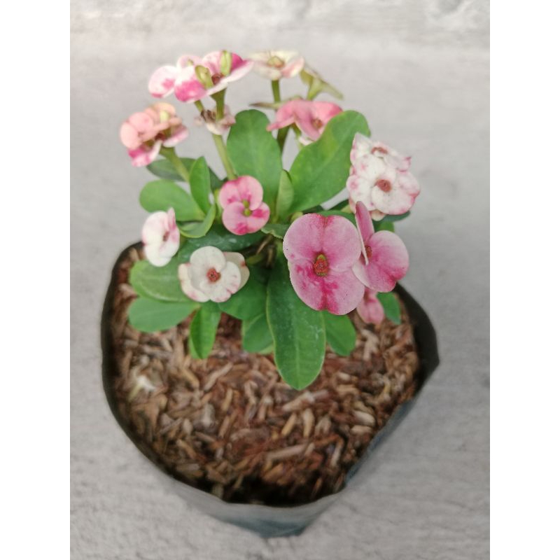 Euphorbia Piti mini uprooted | Shopee Philippines