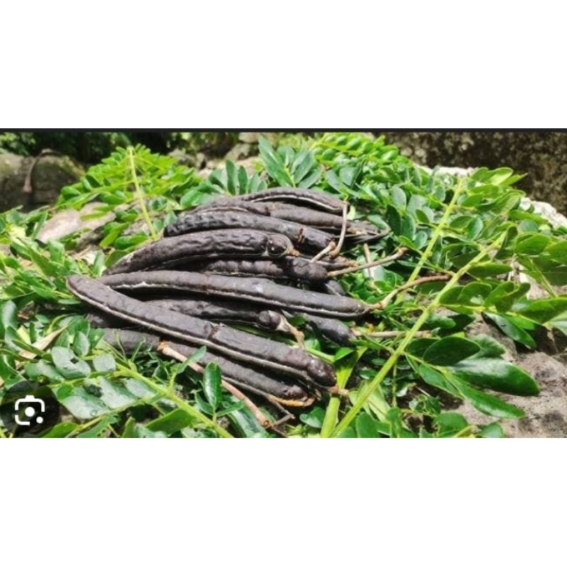 1 Kilo Acacia tree seeds Bunga ng Acacia | Shopee Philippines