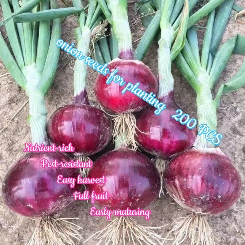 Red Onion 200 SEEDS | Pulang Sibuyas | Vegetables seeds | Golden Plant ...