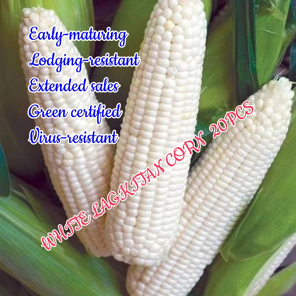 Sweet Glutinous White Corn Seeds - (20seeds) WHITE LAGKITAN CORN/Waxy ...