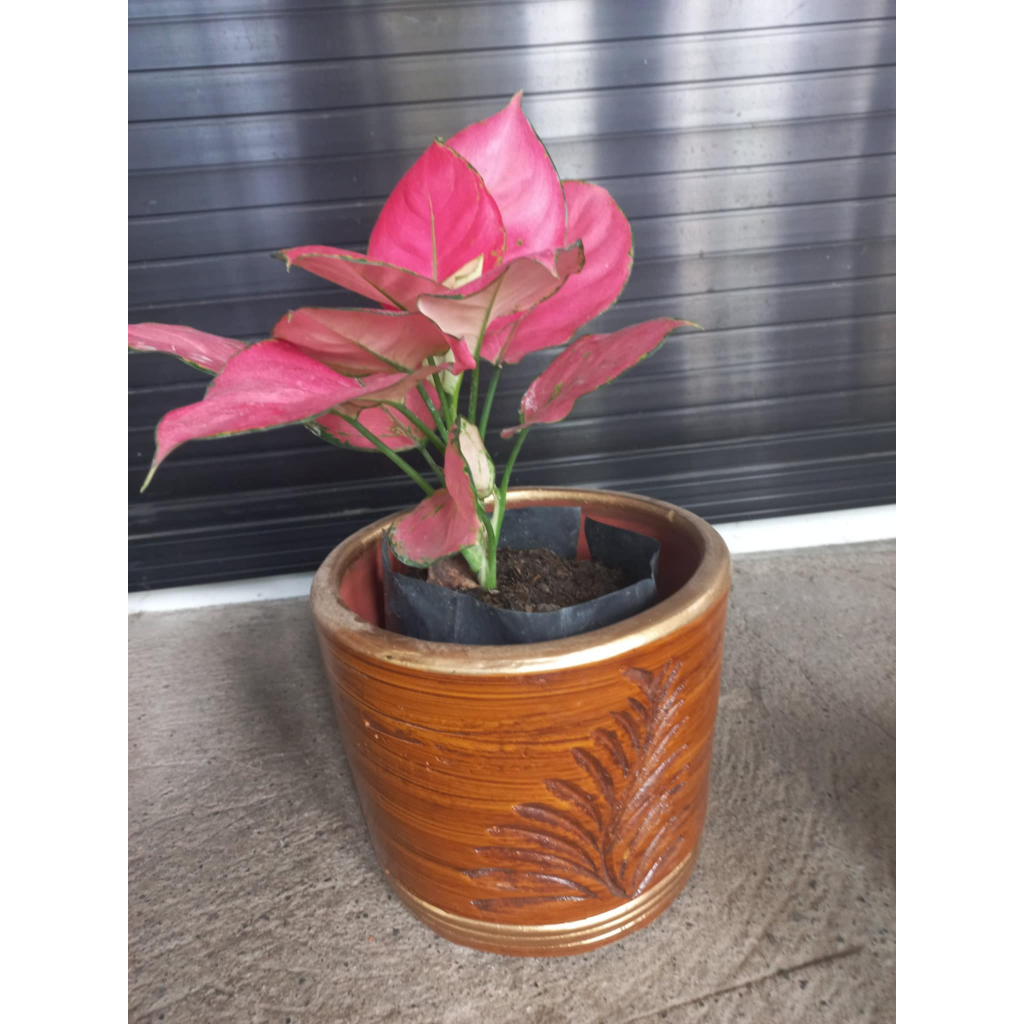 CLAY POT FOR PLANT - HANDCRAFTED EARTH ELEGANCE NATURAL CLAY POT 7INCH ...