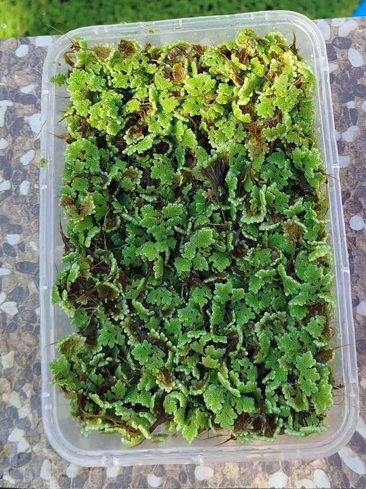 AZOLLA AQUATIC 2tub 100ml 150 pesos | Shopee Philippines
