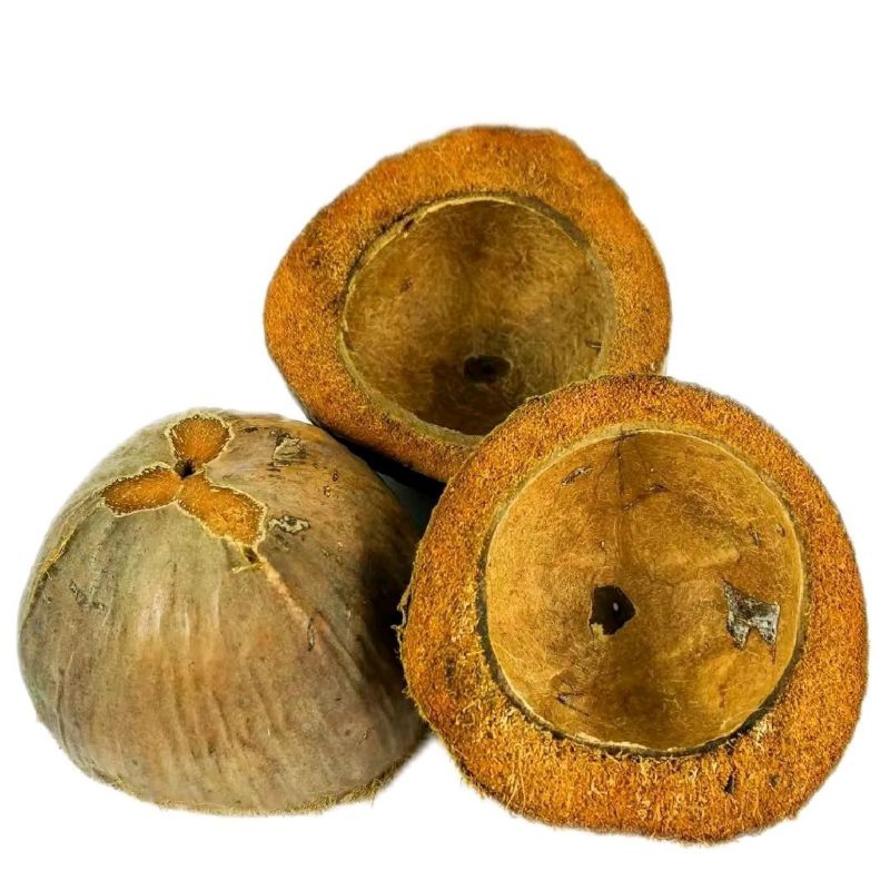 Yoshies Coconut Husk Bunot - Bao Manual Floor Polisher #3890 ...