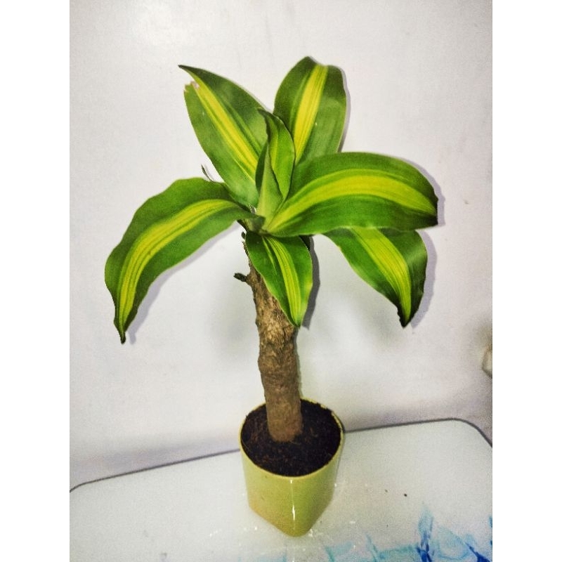 DRACEANA "FRAGRANS" (FORTUNE TREE /FORTUNE PLANT ) | Shopee Philippines