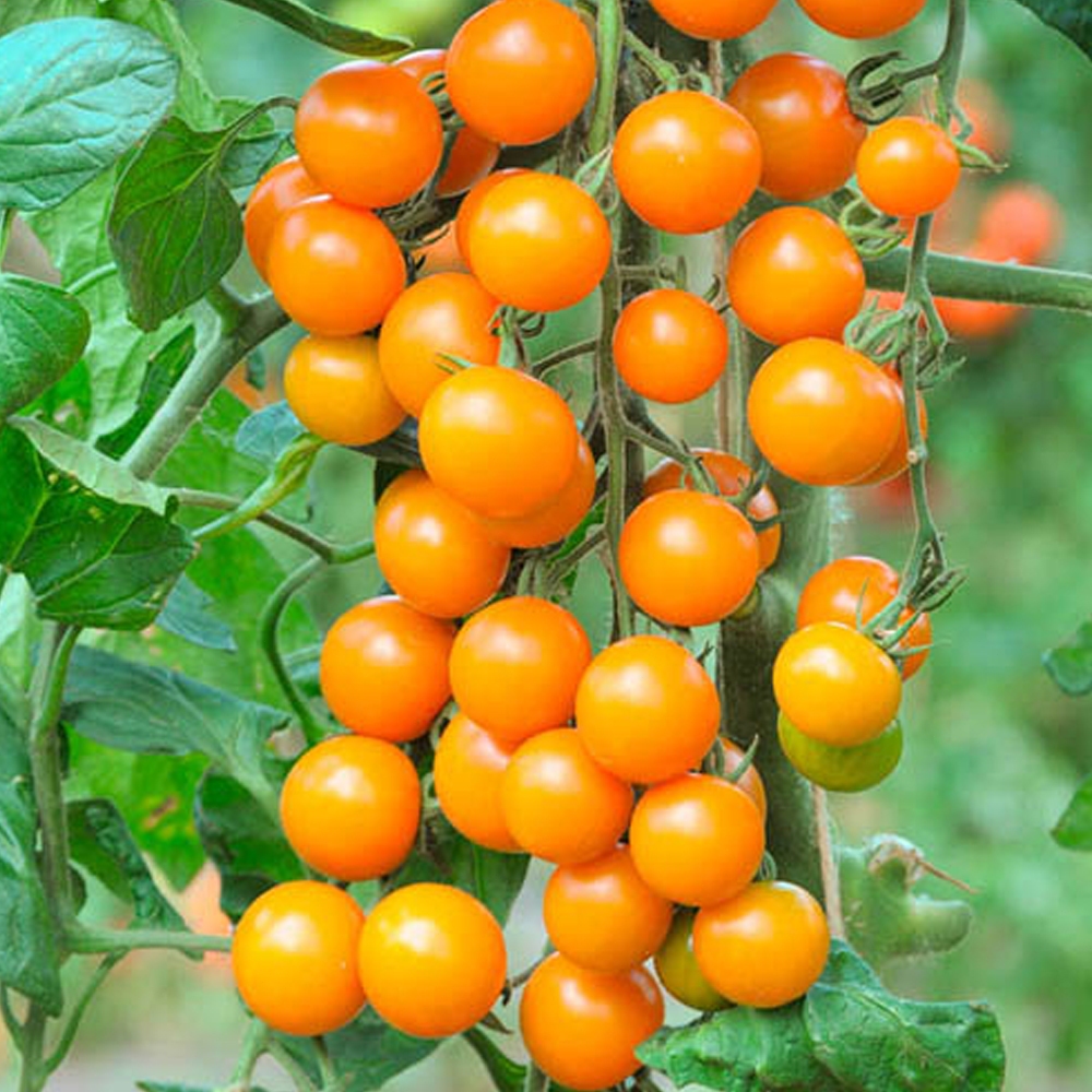 SUPER POPE TOMATO (2000 Seeds) - High Yielding Variety Premium ...