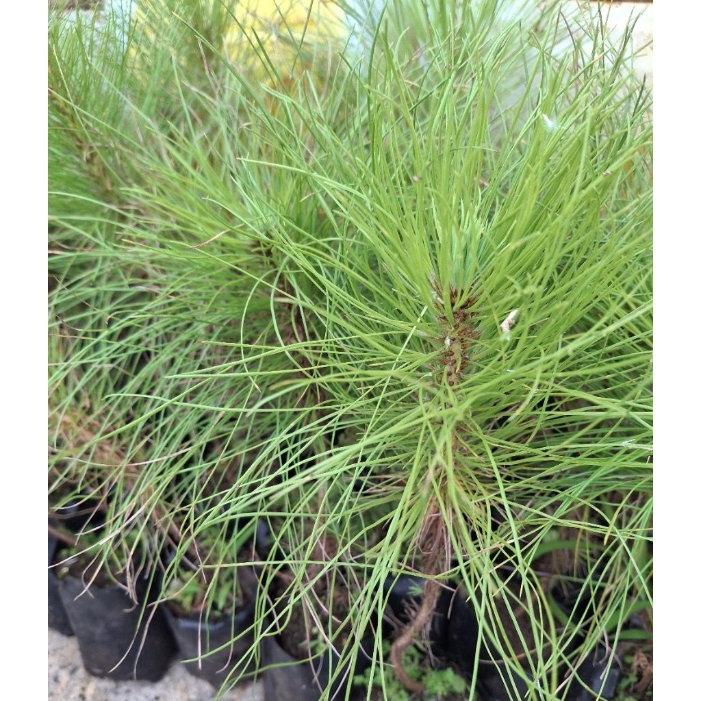 benguet pine trees/baguio pine tree seedlings | Shopee Philippines