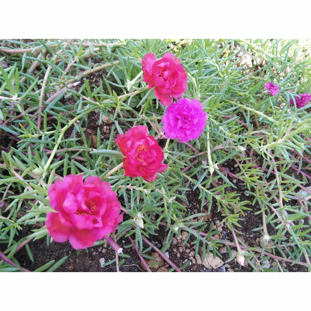 Pink Vietnam Rose | Alas Dyes Plants - Best For Your Garden | Shopee ...