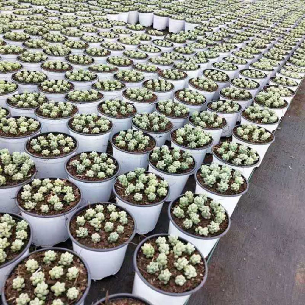 Pvc pots white with drainage hole (10pcs per order) | Shopee Philippines