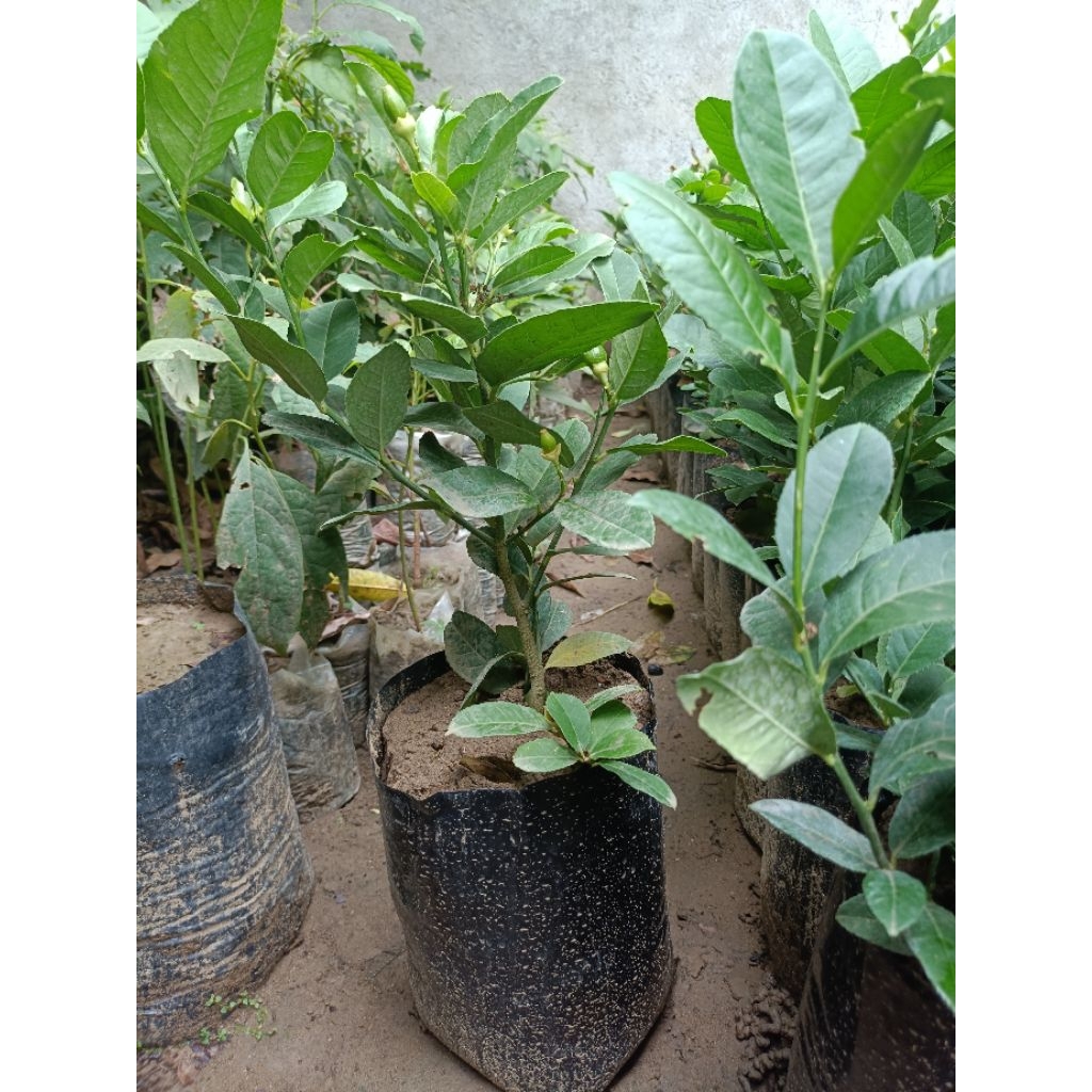 MEYER LEMON/BIG POT/W_FRUITS/ 1PC PER ORDER/SHIPPED FROM Cebu City ...