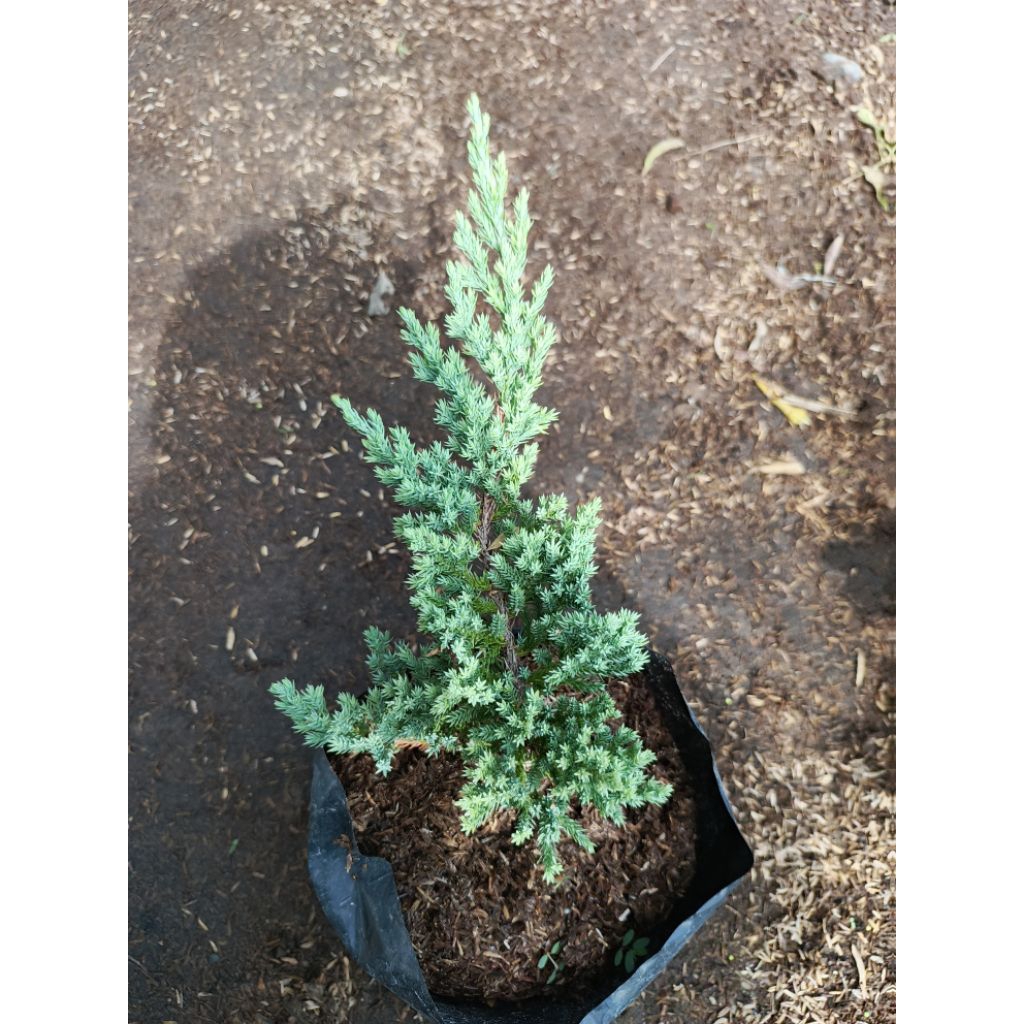 Creeping Juniper Bonsai (Live & rooted plants) | Shopee Philippines