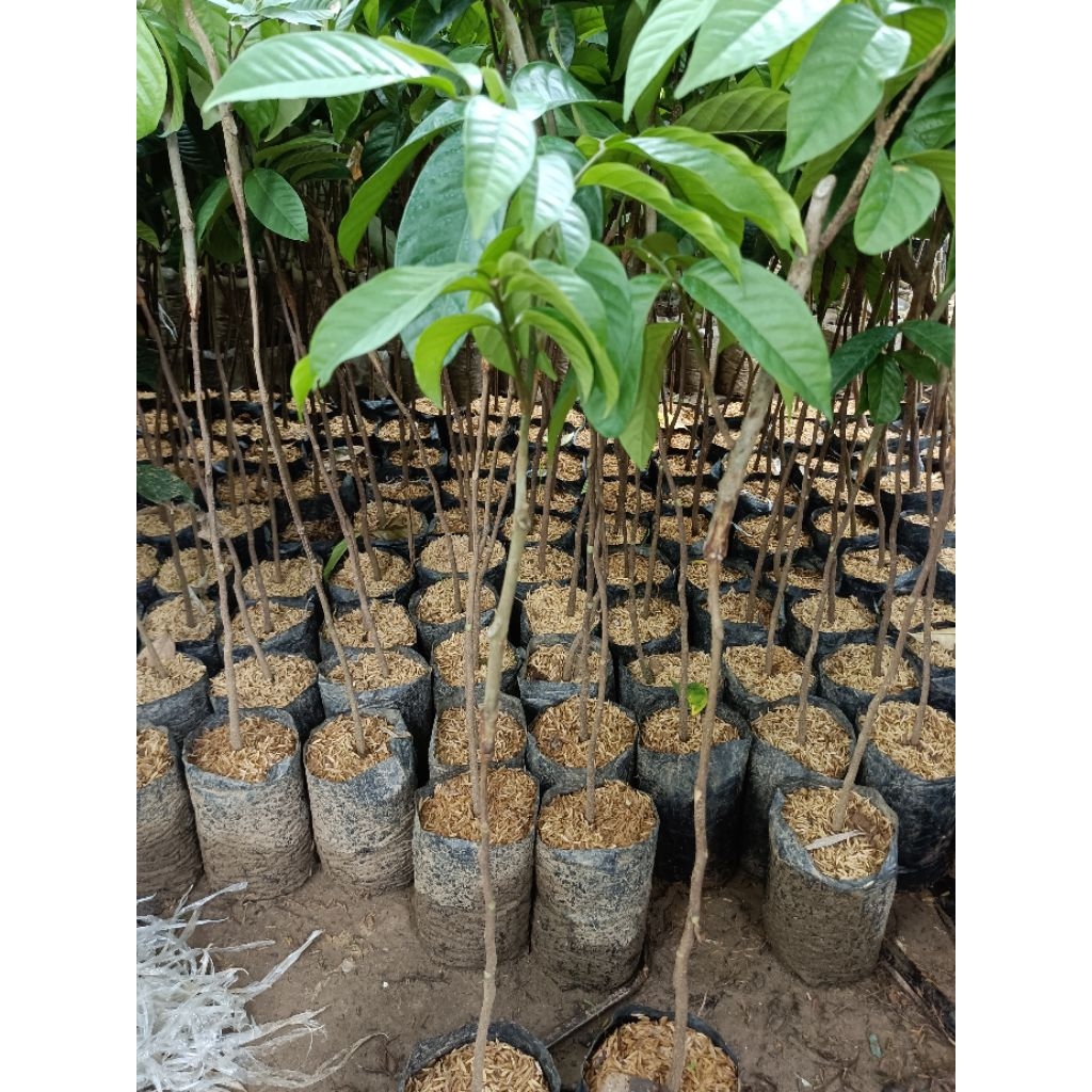 Grafted Lansones seedlings/longkong&Duco variety/shipped from Cebu City ...