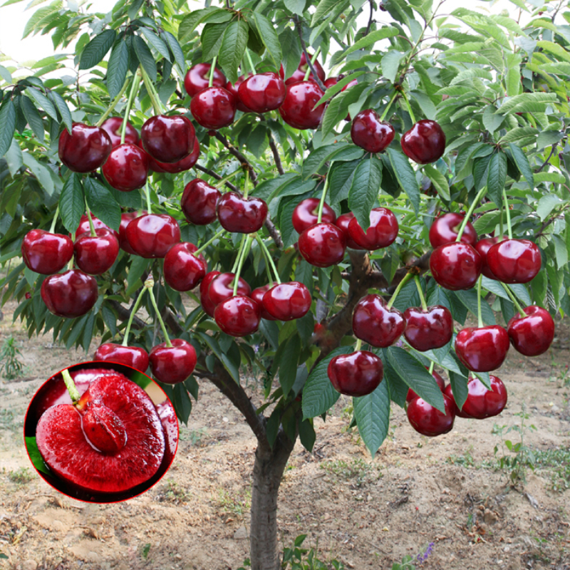 Cherry Tree Seeds - (20seeds/pack) Sweet Cherry Seeds Tree Edible Fruit ...