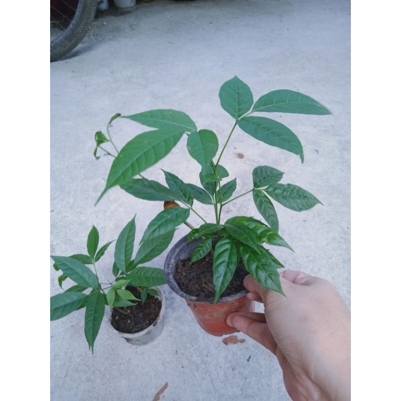 santol tree (one ft tall) | Shopee Philippines