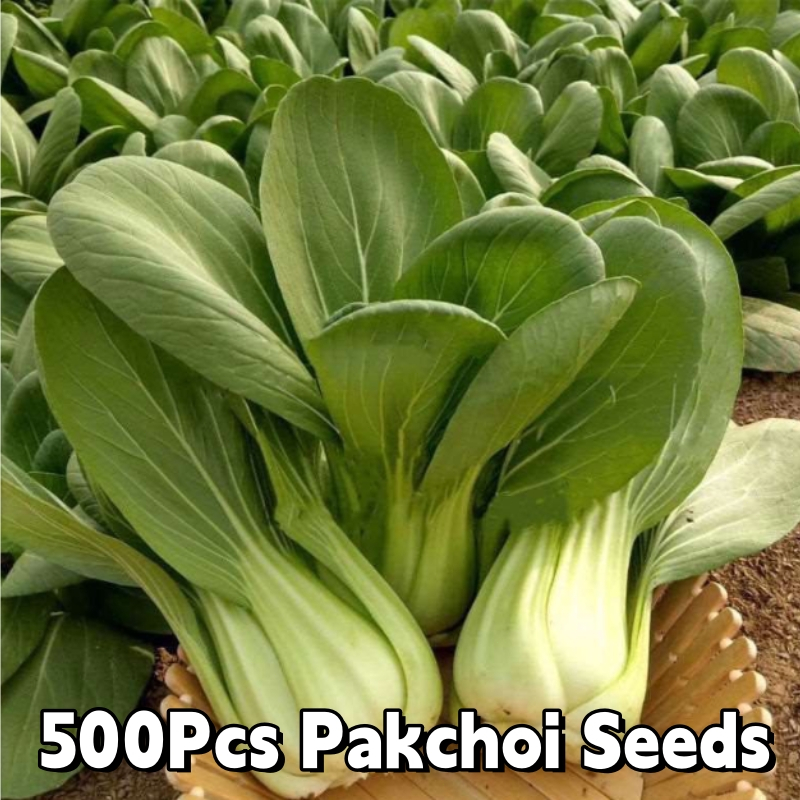500Pcs/Pack Pakchoi Vegetable Seeds-Bonsai Green Pak Choi Seeds for ...