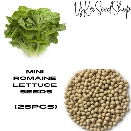 Rincon RZ Cos Mini Romaine Lettuce Seeds (Pills) By RIJK ZWAAN (25pcs ...