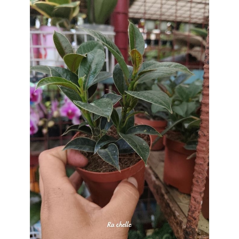 dwarf rubber tree | Shopee Philippines
