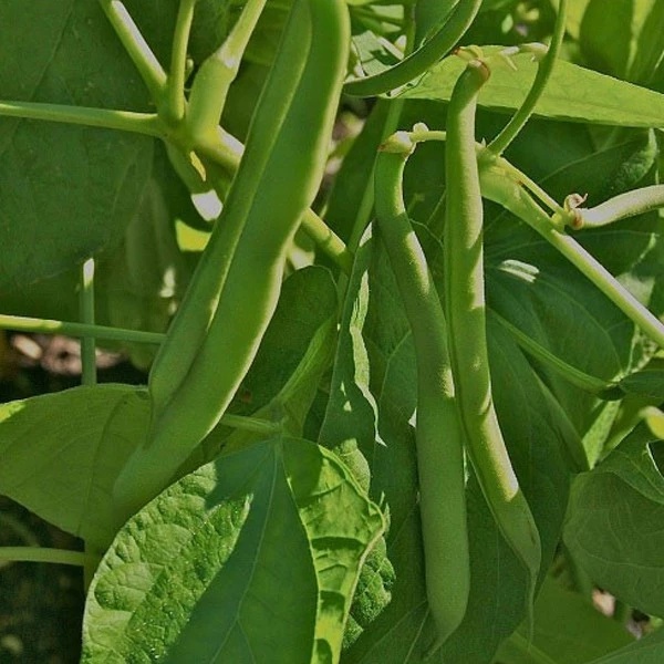 BAGUIO BEANS (20seeds/pack) - Snap Beans / Green Beans / FRENCH BEAN ...