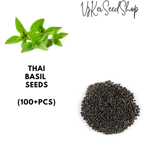 Thai Basil Seeds (100+pcs) | Shopee Philippines