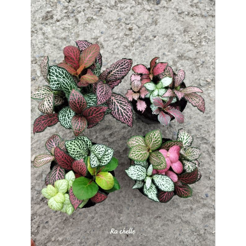 fittonia/nerve plant 5 in1 assorted colors | Shopee Philippines