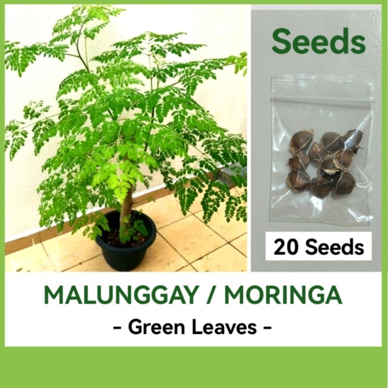 MALUNGGAY / MORINGA SEEDS - High Quality Vegetable Seeds | Shopee ...