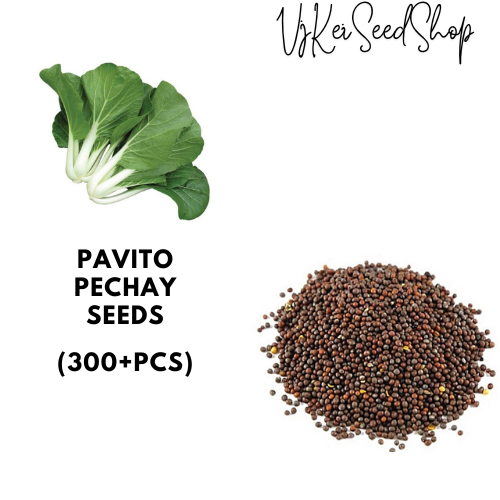 Pavito Pechay Seeds (approx: 300-500pcs) | Shopee Philippines