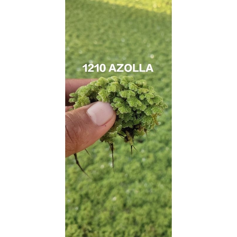 AZOLLA AQUATIC ORGANIC FEEDS 500ml | Shopee Philippines