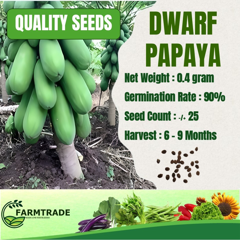 Dwarf Papaya Seeds (OPV) Heirloom Variety 25 seeds | Shopee Philippines