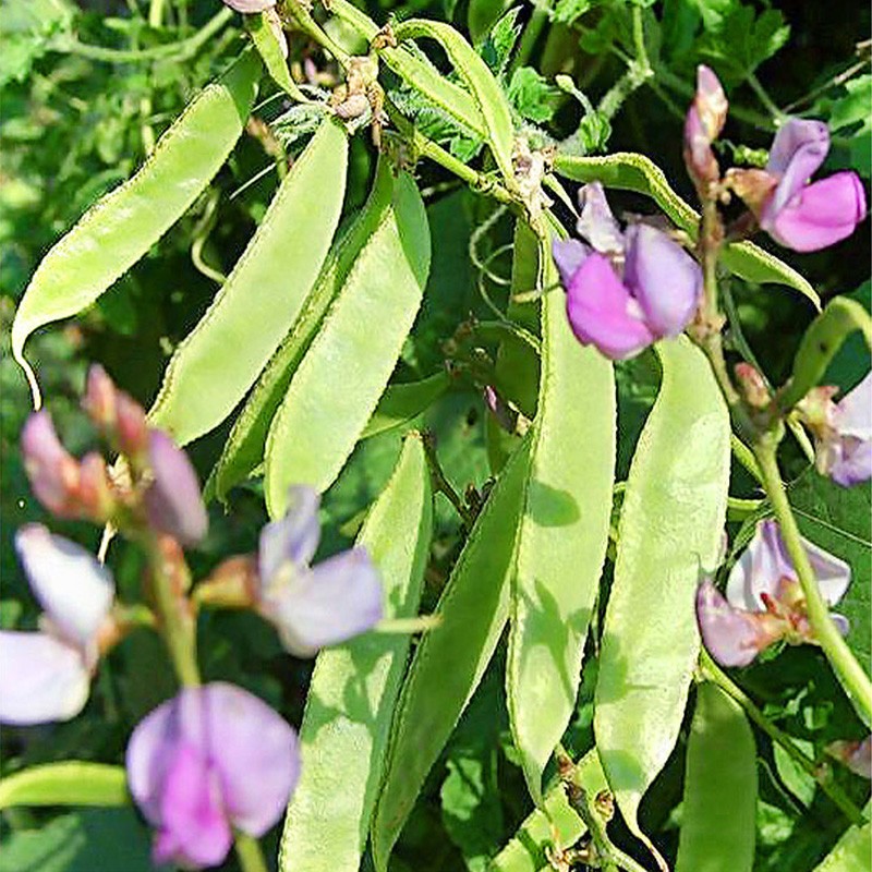 HALLOMALL Green and Purple Eyebrow Bean Seeds (12pcs) High Yield ...