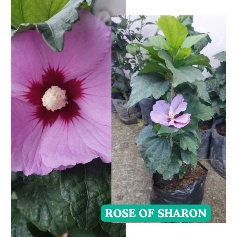 Rose of Sharon Hibiscus Gumamela Purple Flower | Shopee Philippines
