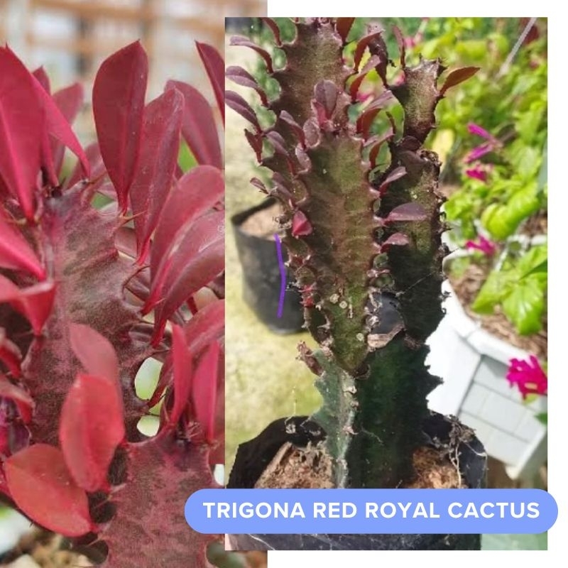 Euphorbia Trigona Red Royal Cactus Garden Decoration Medium | Shopee ...