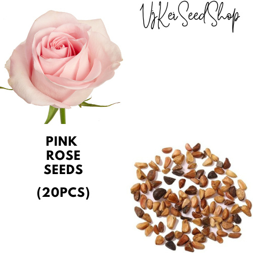 Pink Rose Seeds (20pcs) | Shopee Philippines