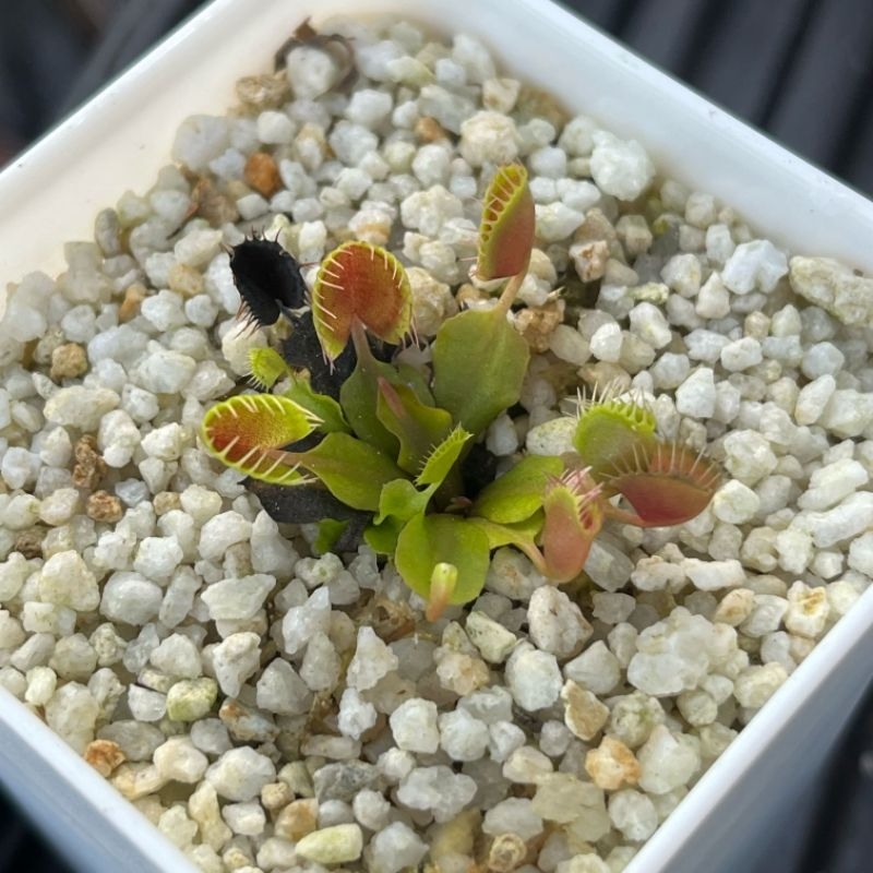 Venus Flytrap CUPPED TRAP | Shopee Philippines