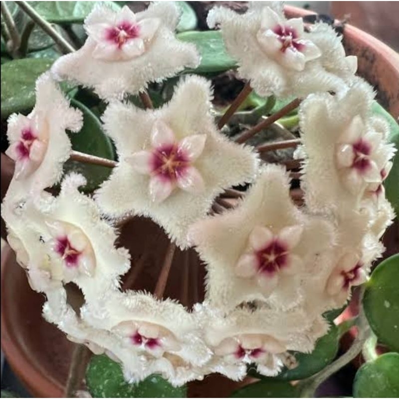 HOYA CV MATHILDE WHITE/PINK FLOWER | Shopee Philippines
