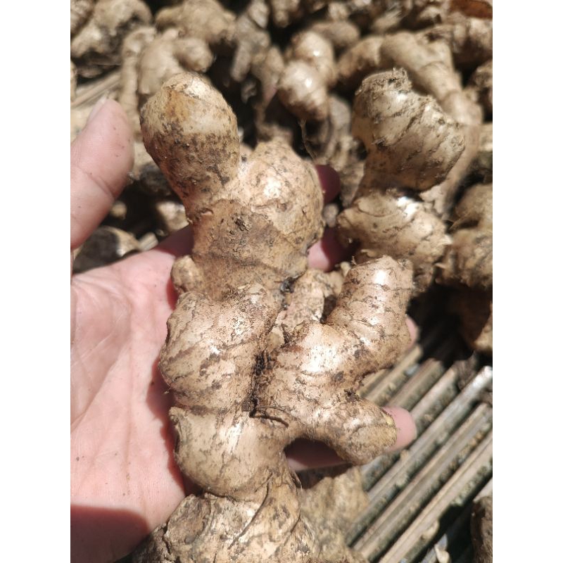 1kg Luya Native Tagalog Luya Ginger Halia Spicy Salabat Tea | Shopee ...