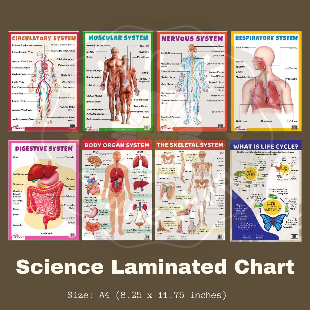 A4 Science Laminated Chart For Kids | Sold Per Piece | Shopee Philippines