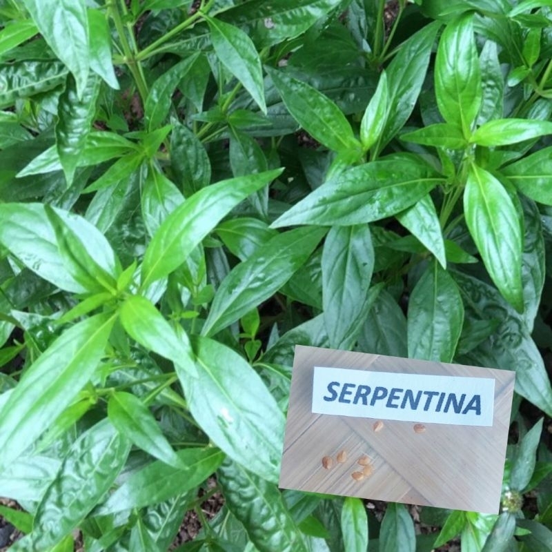 Serpentina Seeds (6Seeds/Pack) | Shopee Philippines