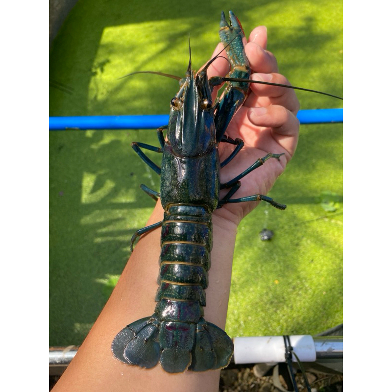 CRAYFISH GROWER by AquaCray Farms - 6 packs (300g/pack) | Shopee ...