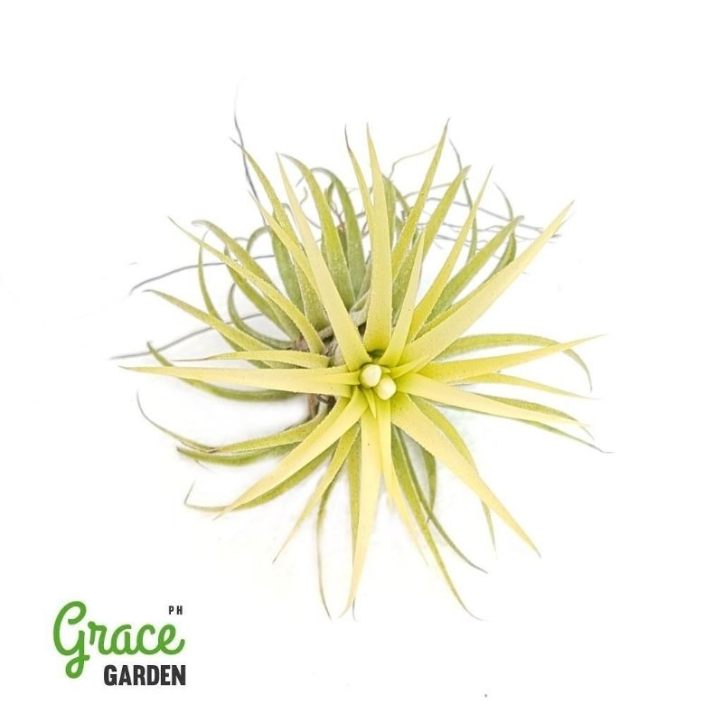 Ionantha Druid Grace Ph | Shopee Philippines