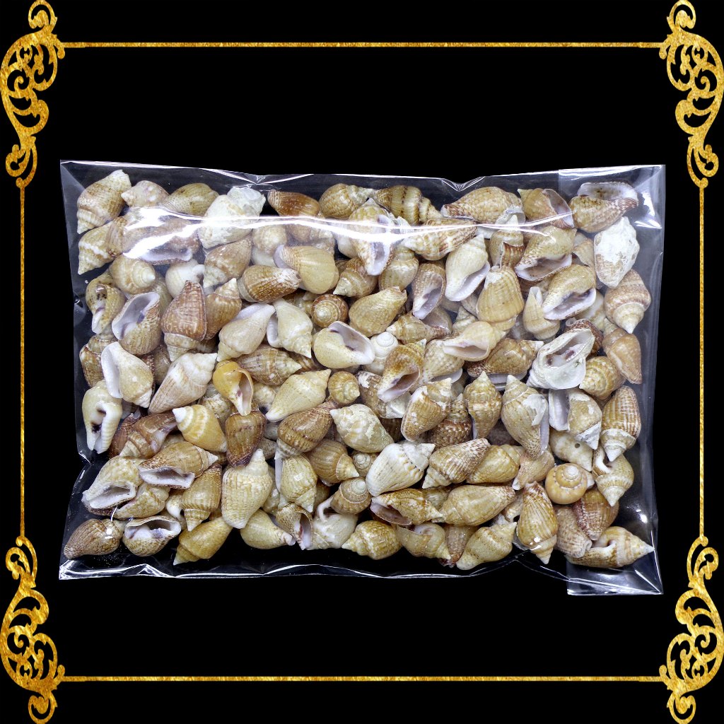 Tingi Pack | Palay | Dotted Dove Shell | Natural Seashell | Shopee ...