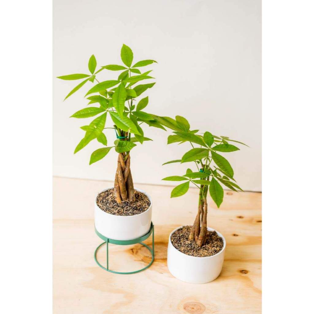 98 Pesos - Braided Money Tree (5 stalks) - Free pot and white pebbles ...