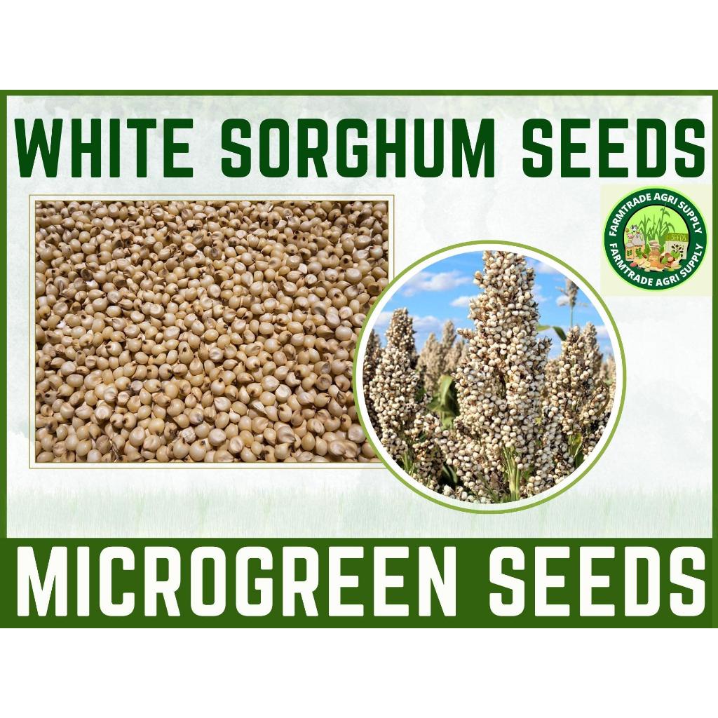 WHITE SORGHUM SEEDS FOR MICROGREENS - 10 grams | Shopee Philippines
