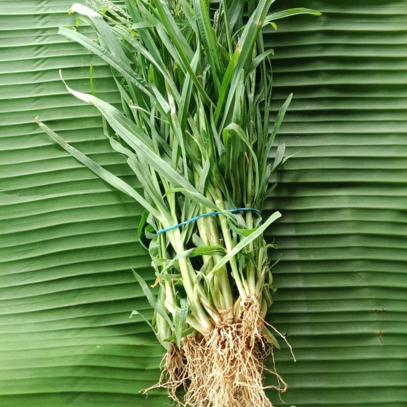 paragis plant uprooted | Shopee Philippines