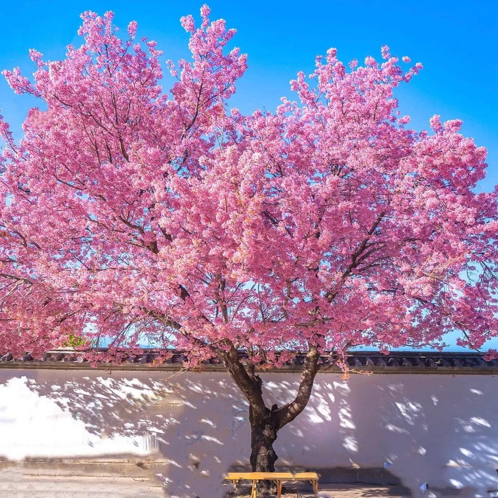 Japanese cherry blossom saplings courtyard villa flowers cherry blossom ...