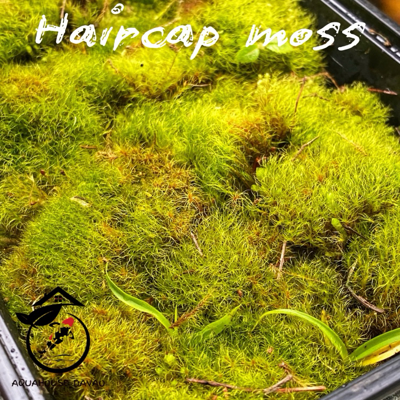 Haircap Moss (flowering terrestrial moss) terrarium | Shopee Philippines