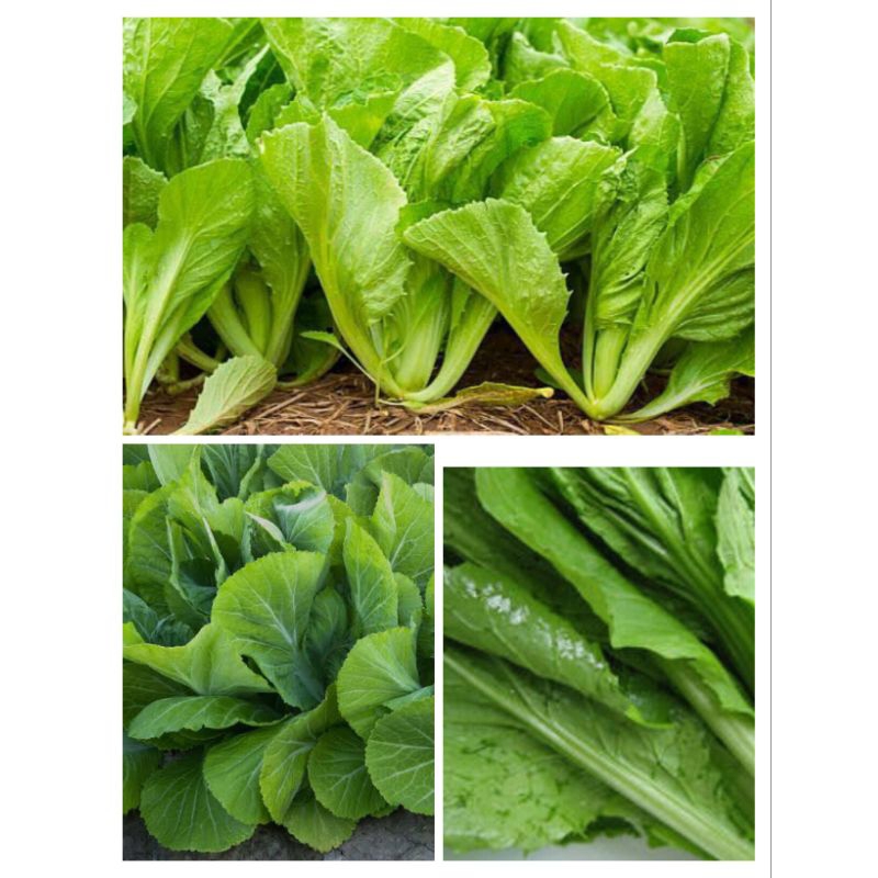 mustasa /mustard seeds for planting | Shopee Philippines