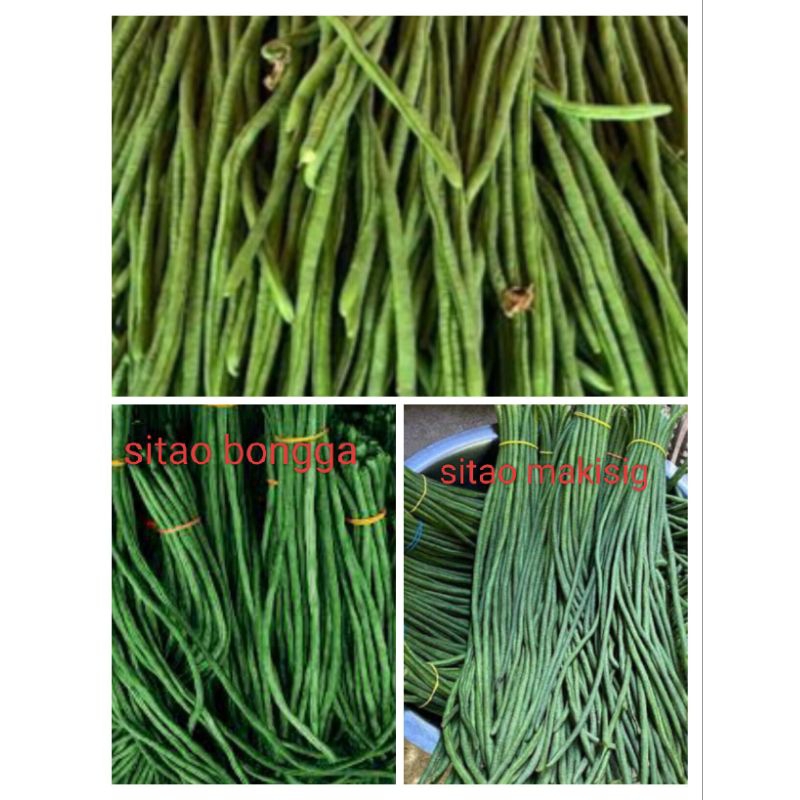 sitao seeds variety sitaw/ galante bongga makisig yardlong certified ...