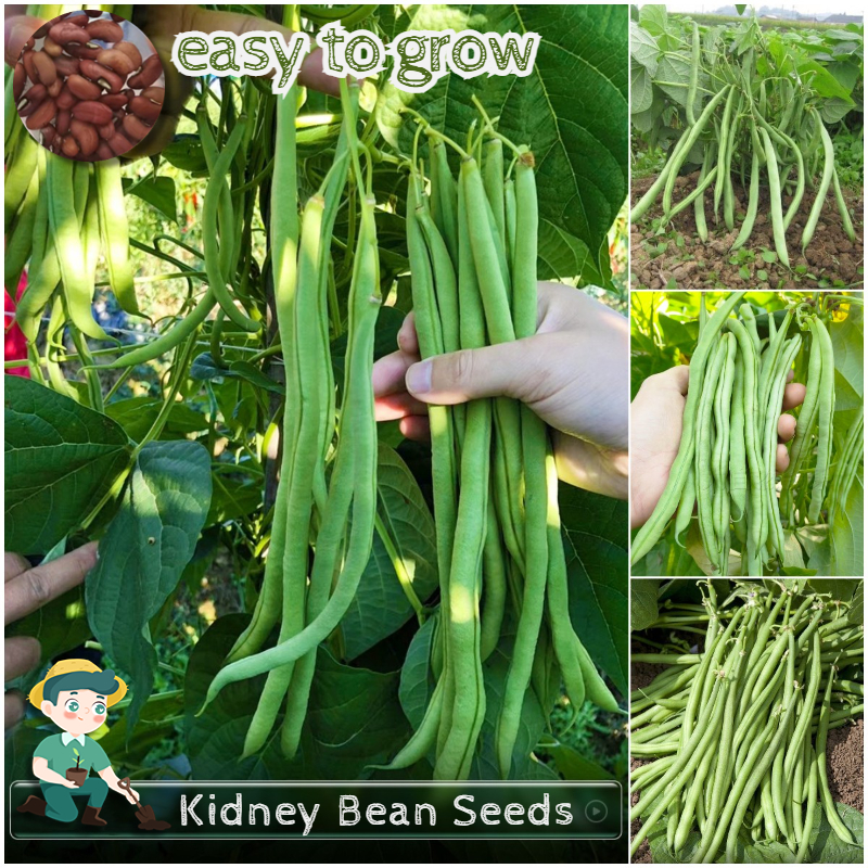 Sitaw / Green Beans Seeds (High Germination) 20 seeds-Baguio Beans ...