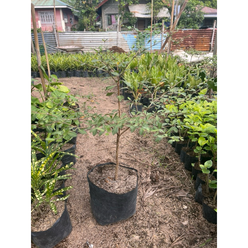 Green Talisay 2 Layer Plant | Shopee Philippines